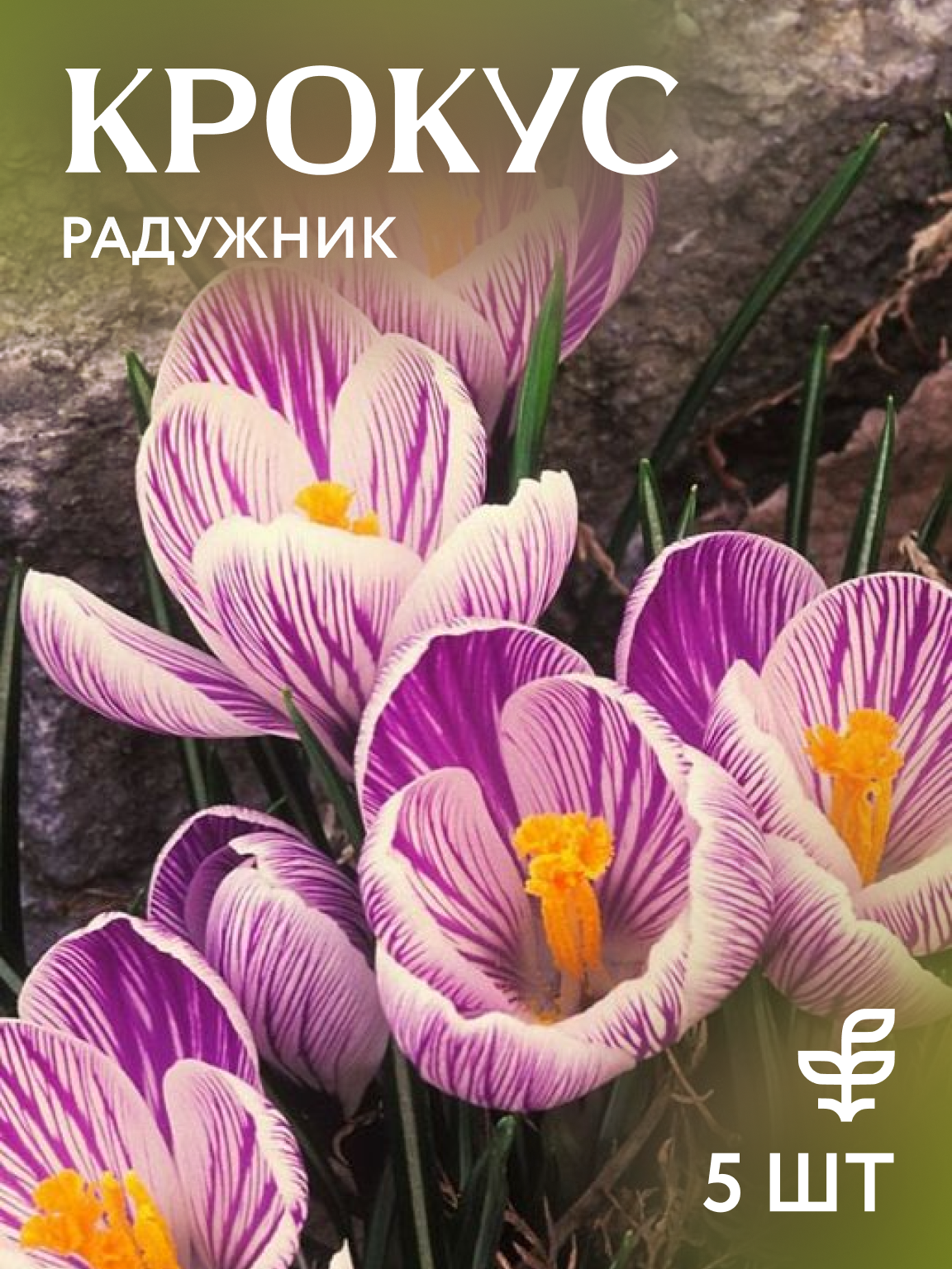 Крокусы луковицы многолетние крупные