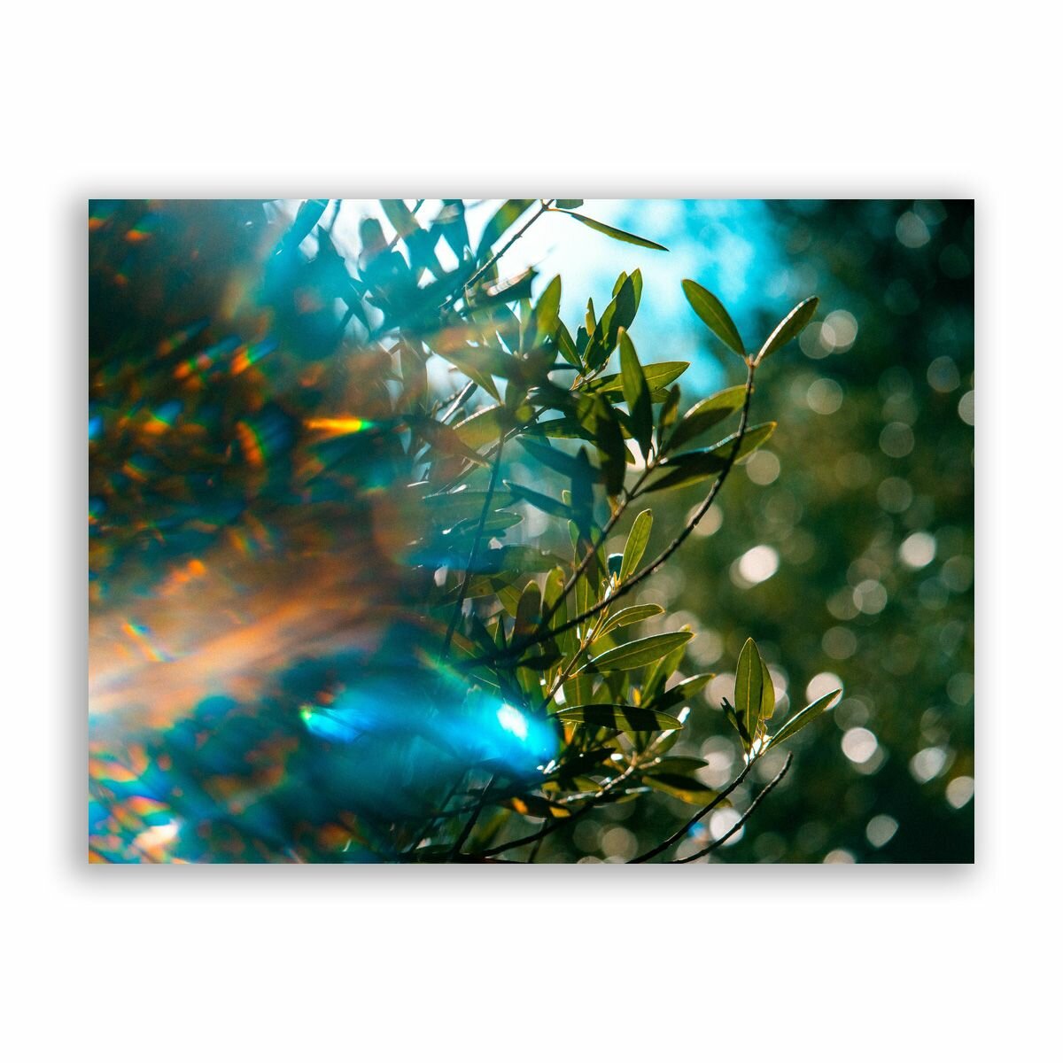 Постер, плакат на бумаге / Листья / Размер 30 x 40 см