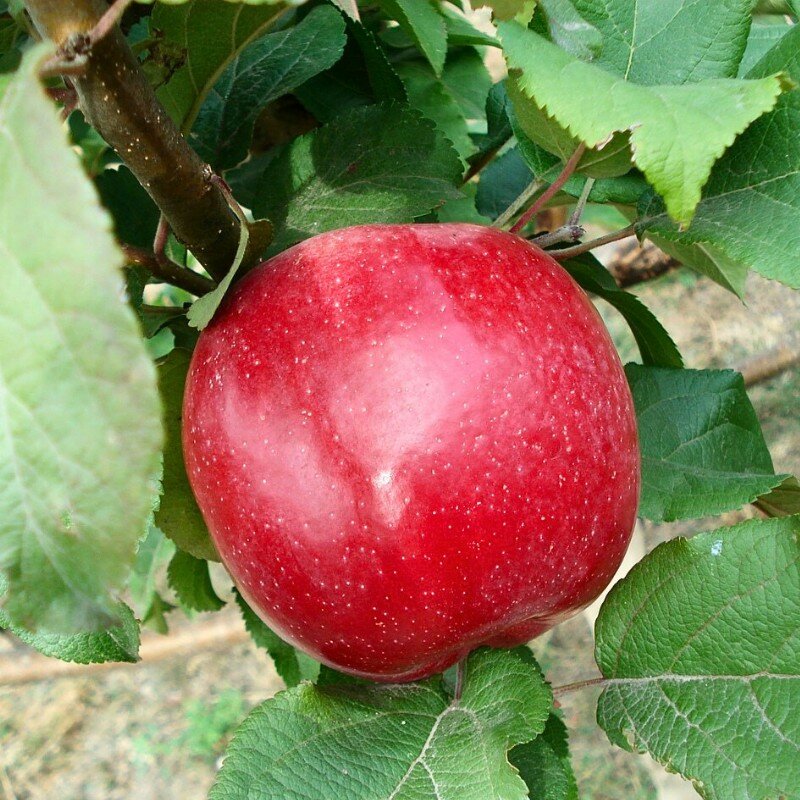 Яблоня Квинти (1 саженец), Россия