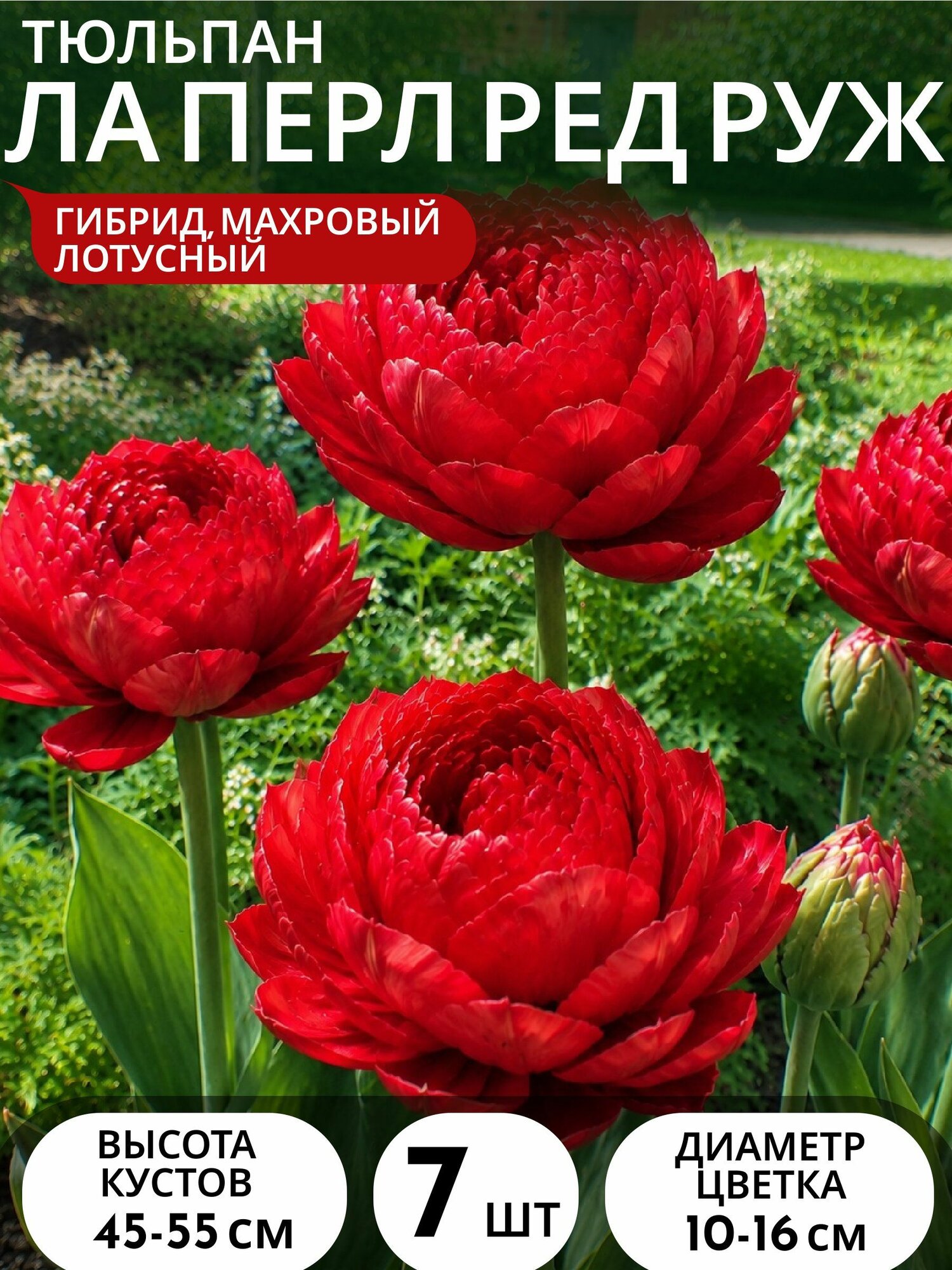 Тюльпаны луковицы многолетние "Ла Перл Ред Руж" , 7 шт