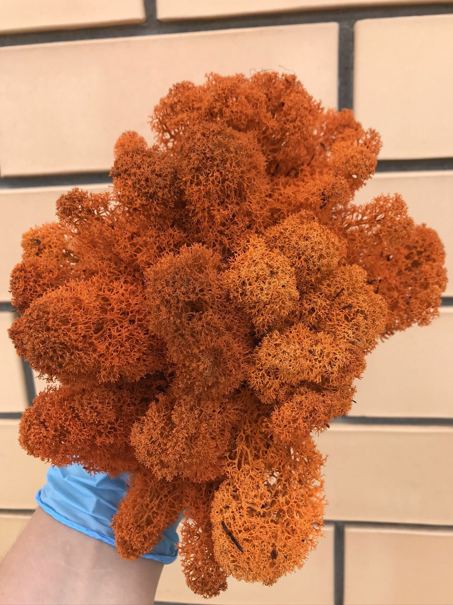 Стабилизированные растения для хобби и творчества "Планета флористики". Мох ягель 100 гр. Цвет оранжевый. Сухоцвет для поделок, растительный декор для дома