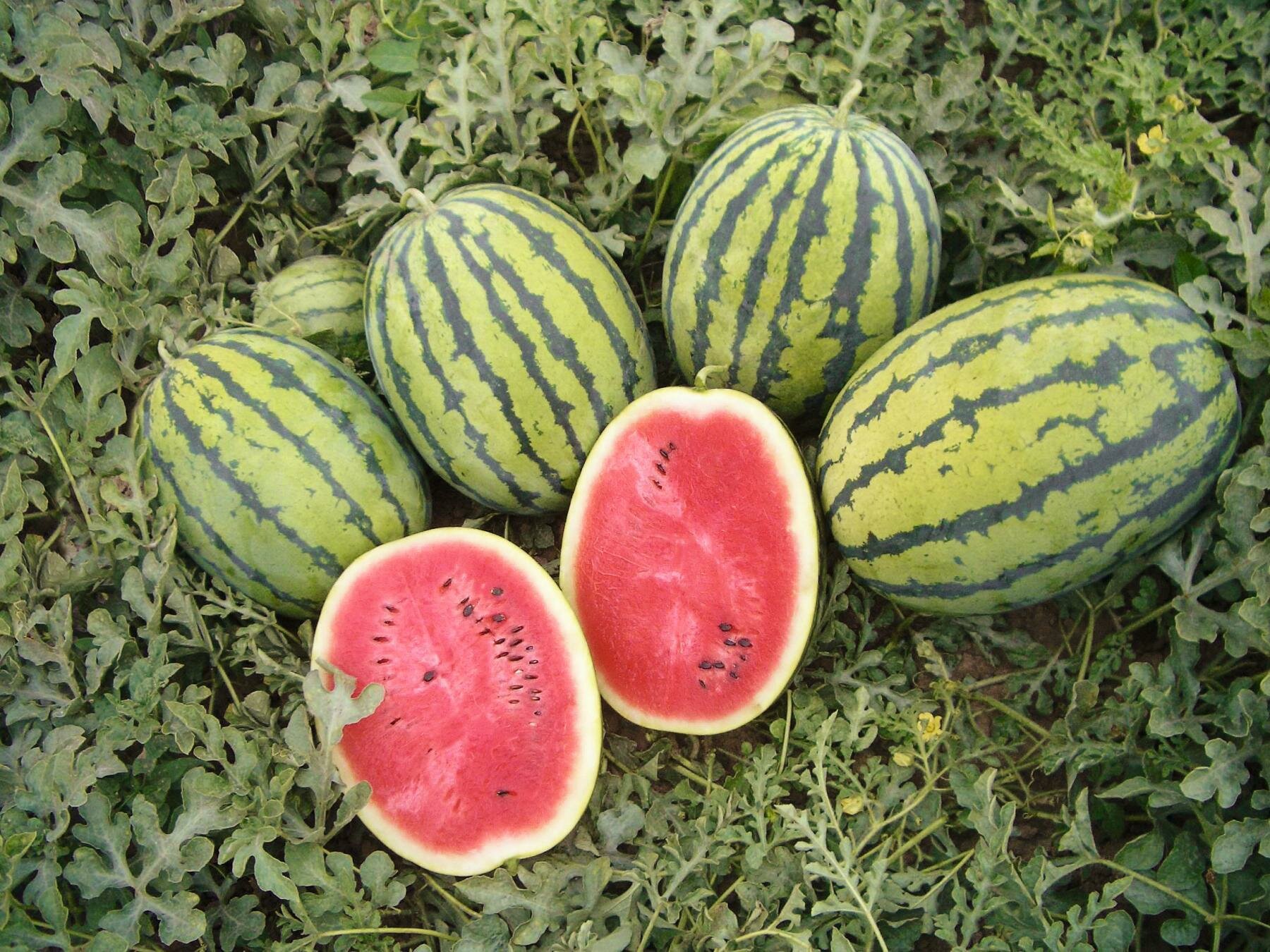 Семена Арбуз Бедуин F1