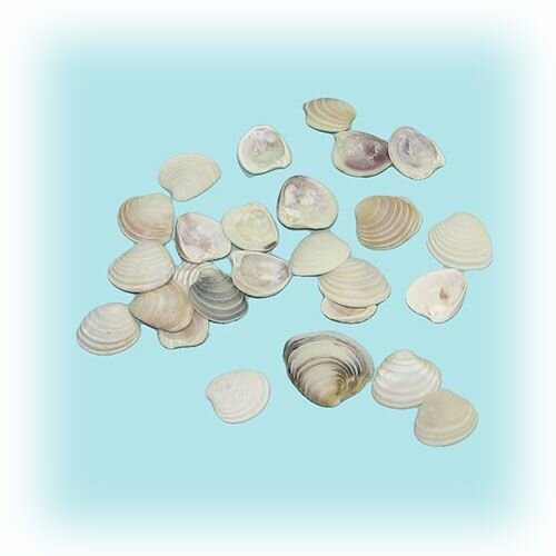 Натуральная морская ракушка Кейк шелс, набор весом 500 г (430-550 шт.), размер: 1-3 см
