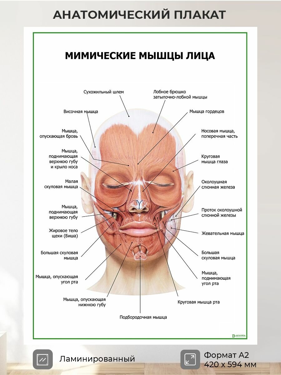 Обучающий медицинский плакат ламинированный формат А2 Мимические мышцы лица