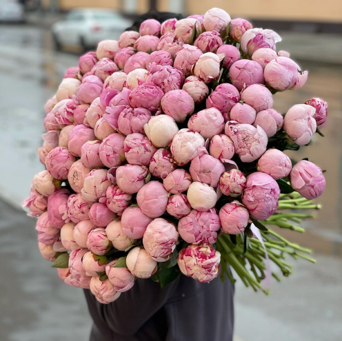 Пион Сара Бернар 101 шт