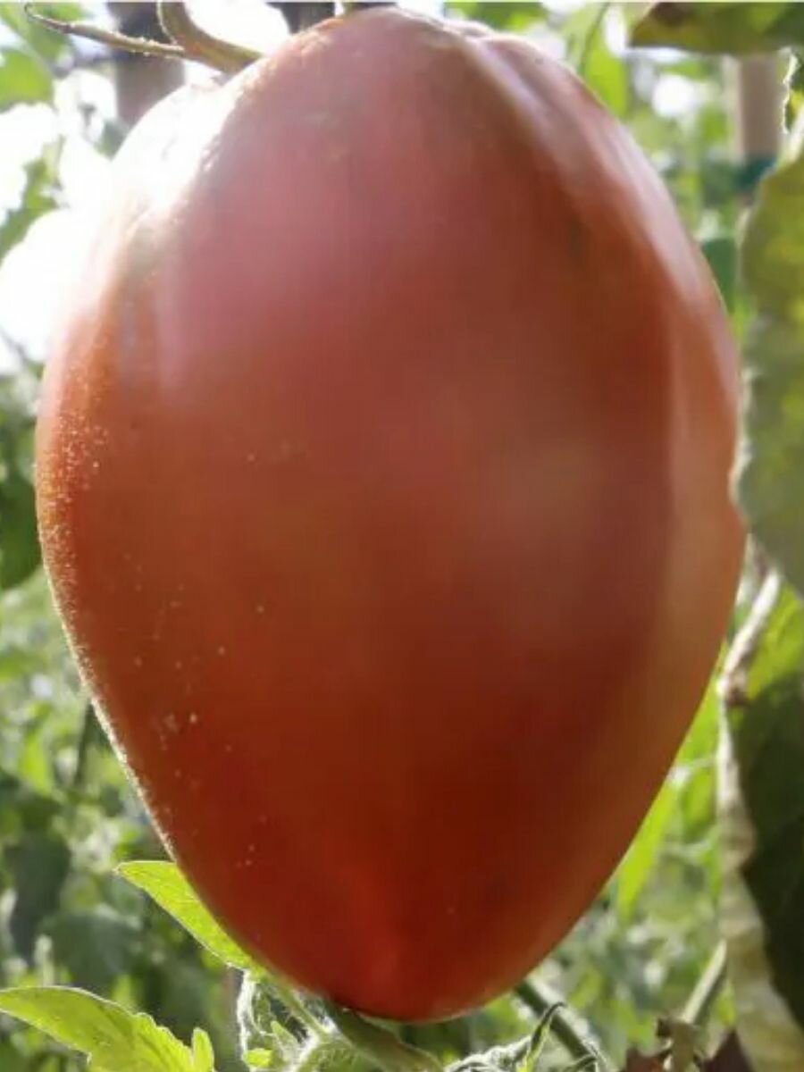 Томат Красавица Жигонда винодельни Жонкуа семена 10 штук