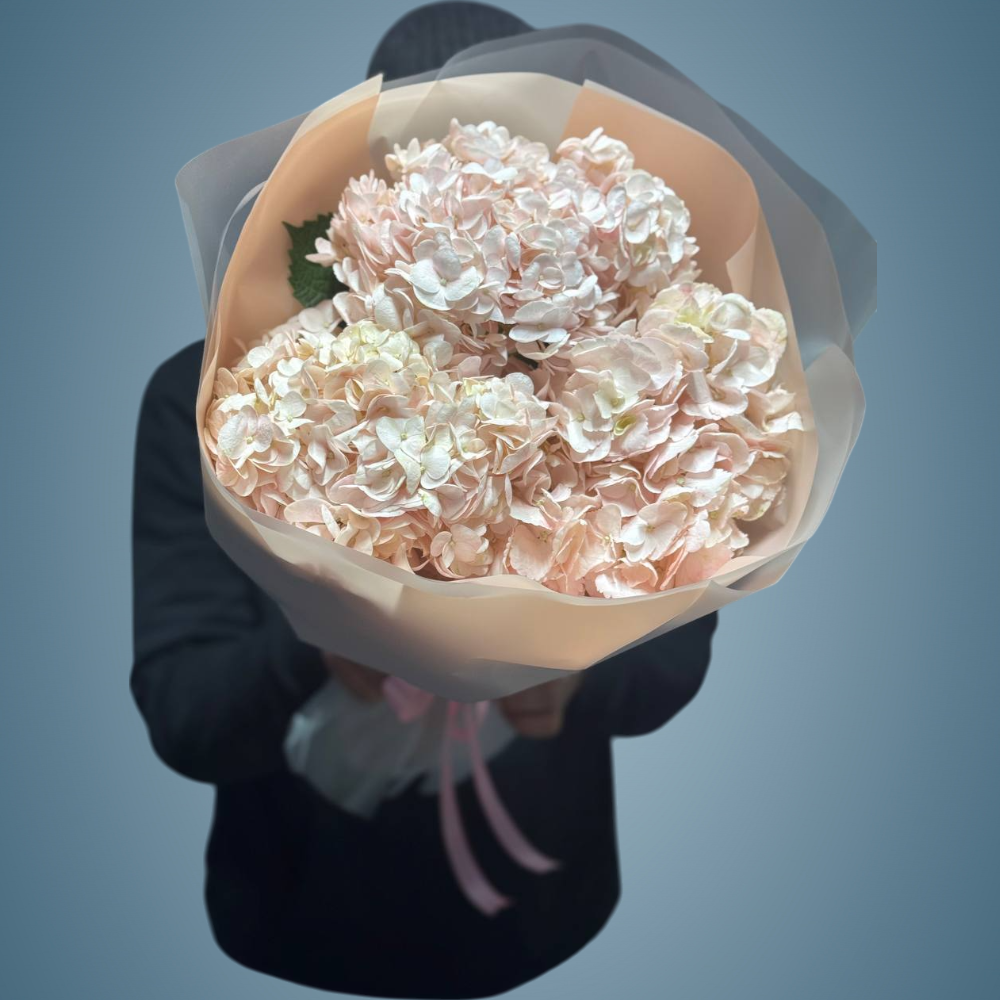 Персиковые гортензиии