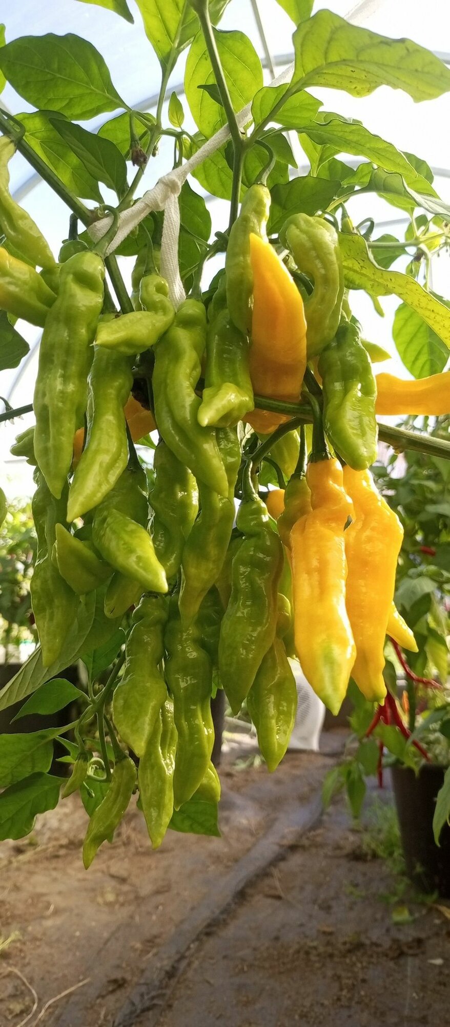 Семена Острого перца Madame Jeanette 7шт+ бонус