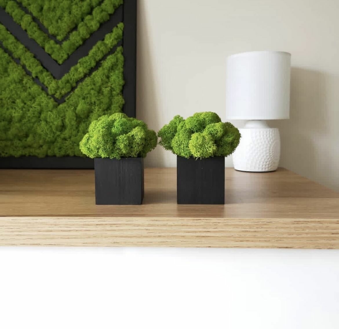 Кашпо со стабилизированным мхом 9*9 см, черный цвет