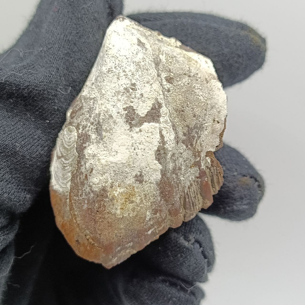 Окаменелость, двустворчатый моллюск Arcicardium, 63 гр.