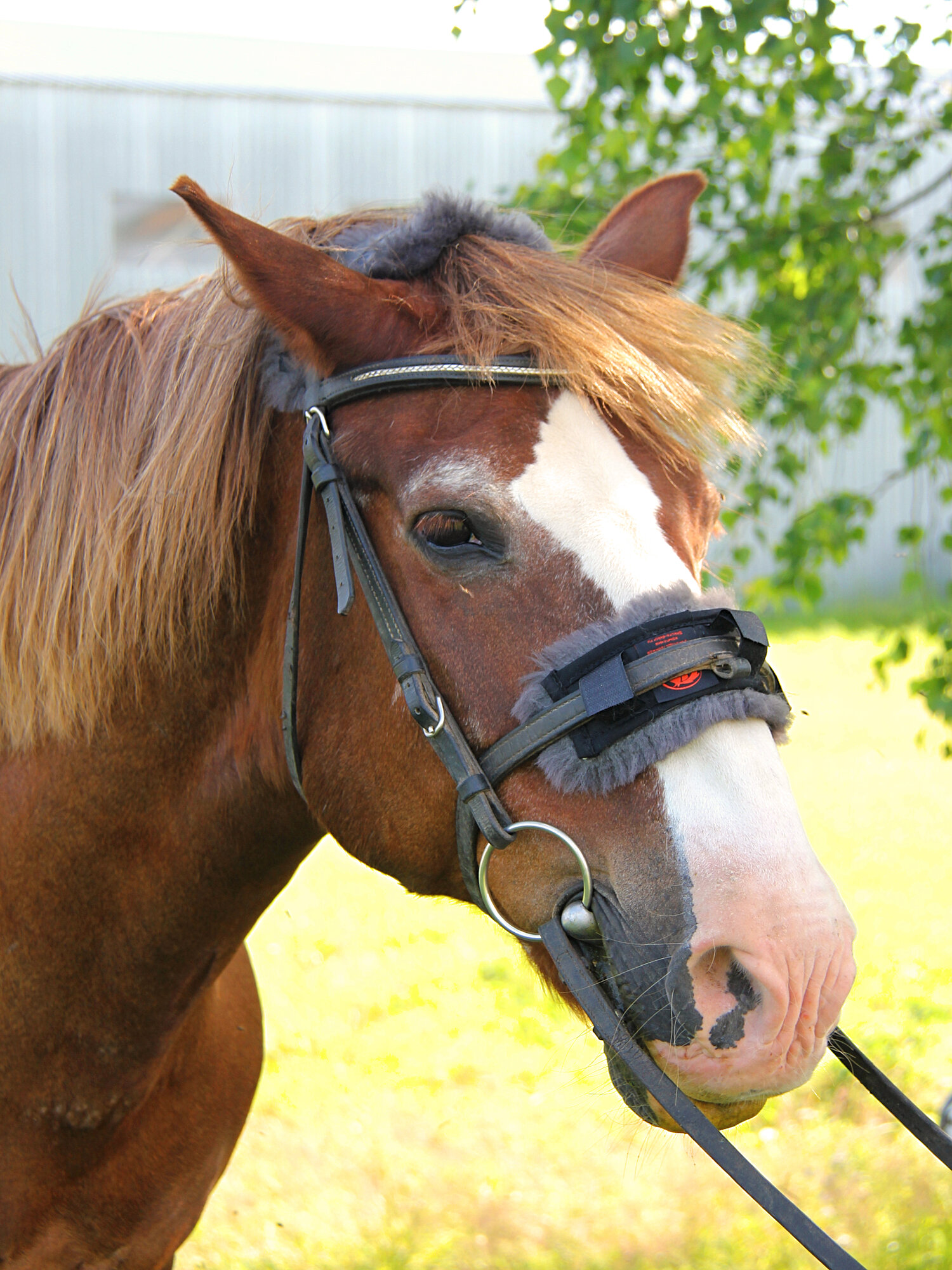 Меховушки на недоуздок Shkura-Dekor набор 2 шт (24 и 28 см) с кантом графит