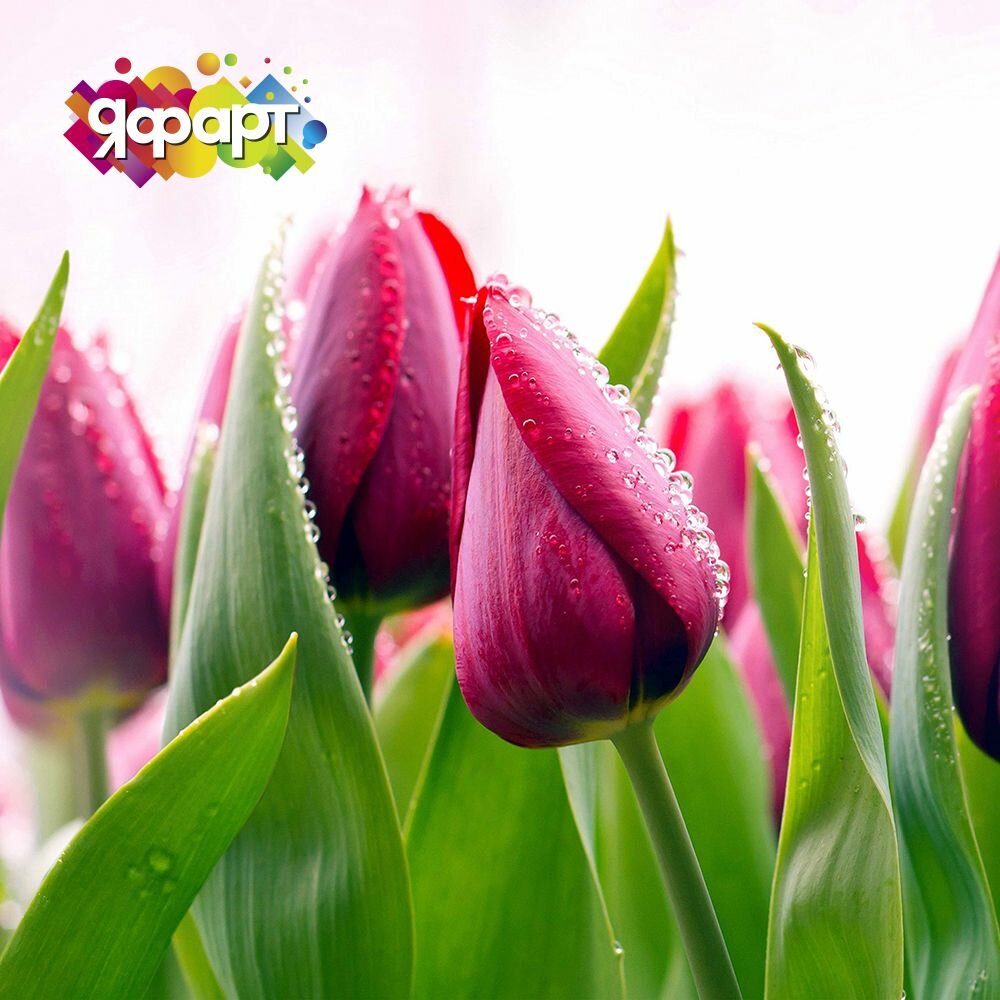 Кухонный фартук на стену "Тюльпаны" 3000x600мм (Декоративная панель с термопереводом)