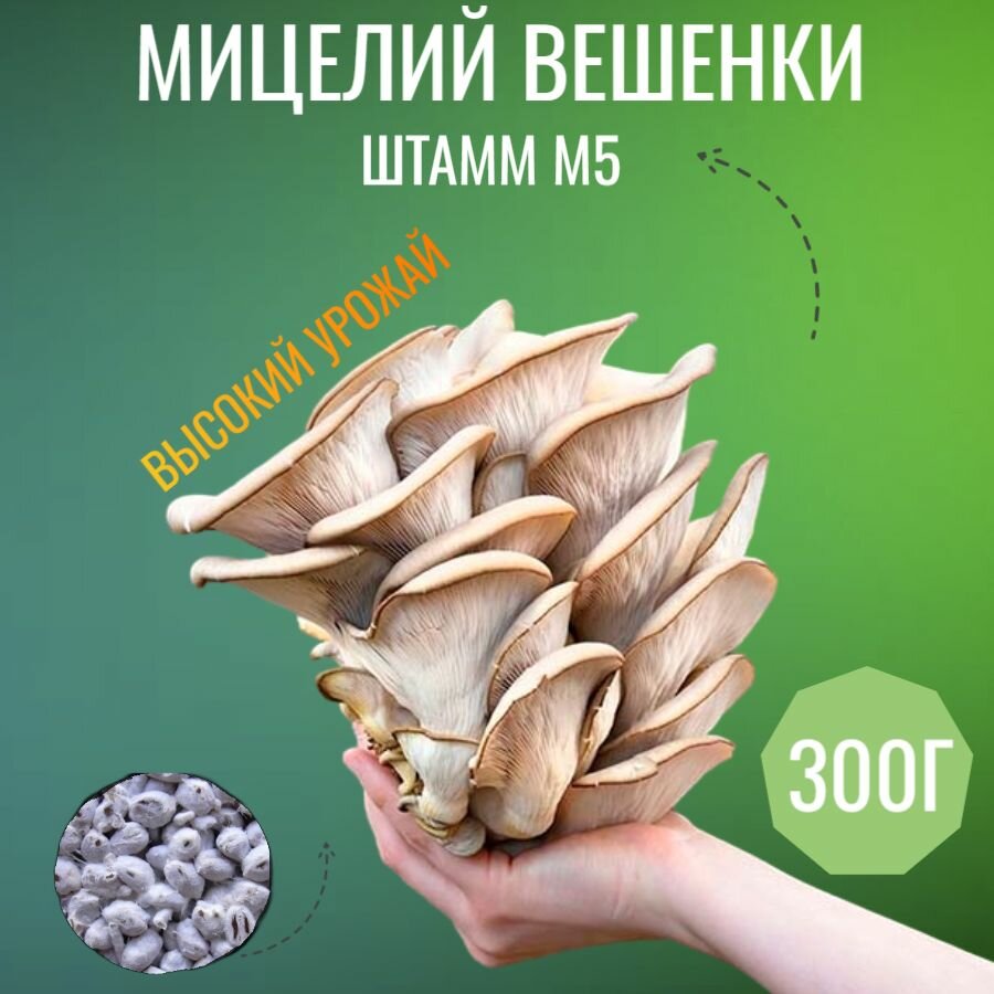 Мицелий грибов вешенка зерновой (штамм М5) - 300 грамм мицелия