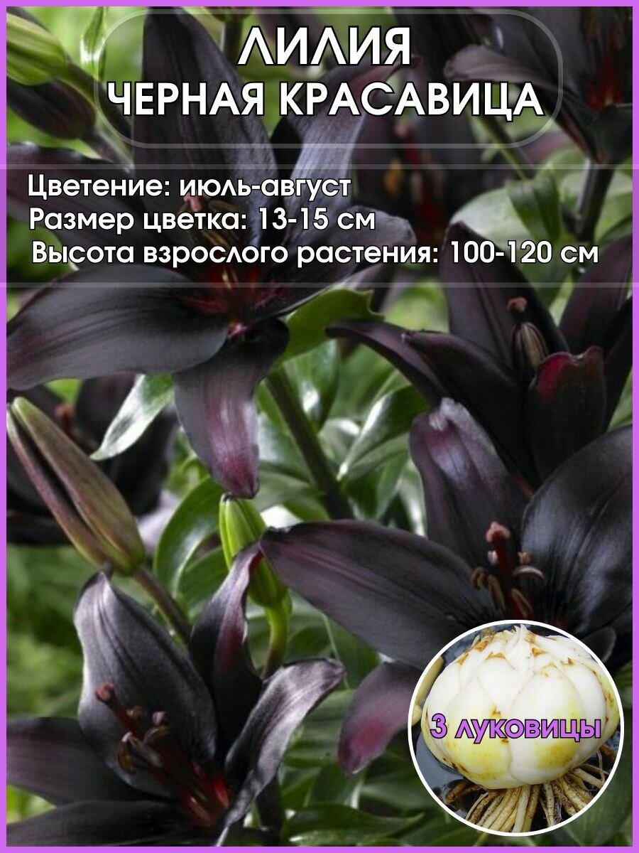 Лилия азиатская Черная красавица, луковицы 3 штуки
