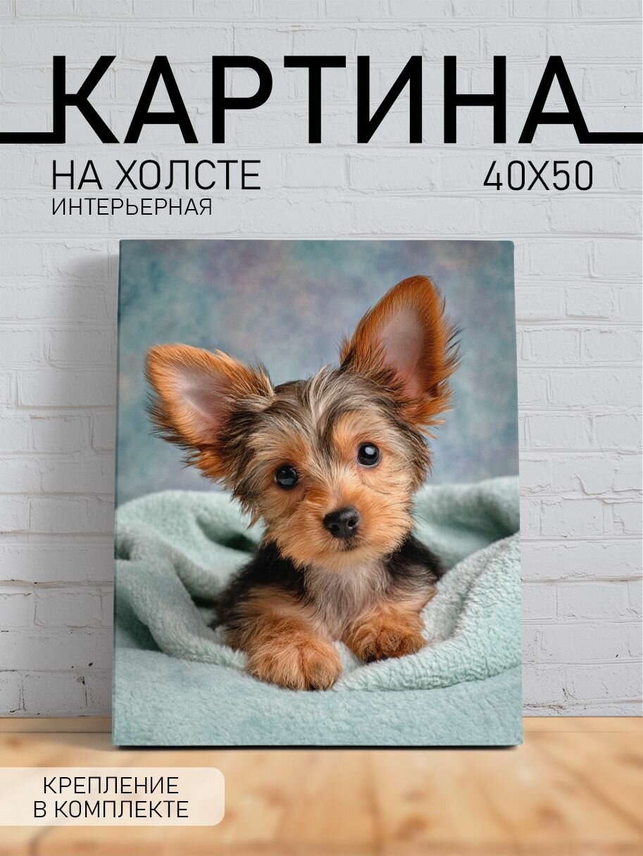 Картина на стену для интерьера на холсте с подрамником "Собака. Йорк. Йоркширский терьер", 40х50 см