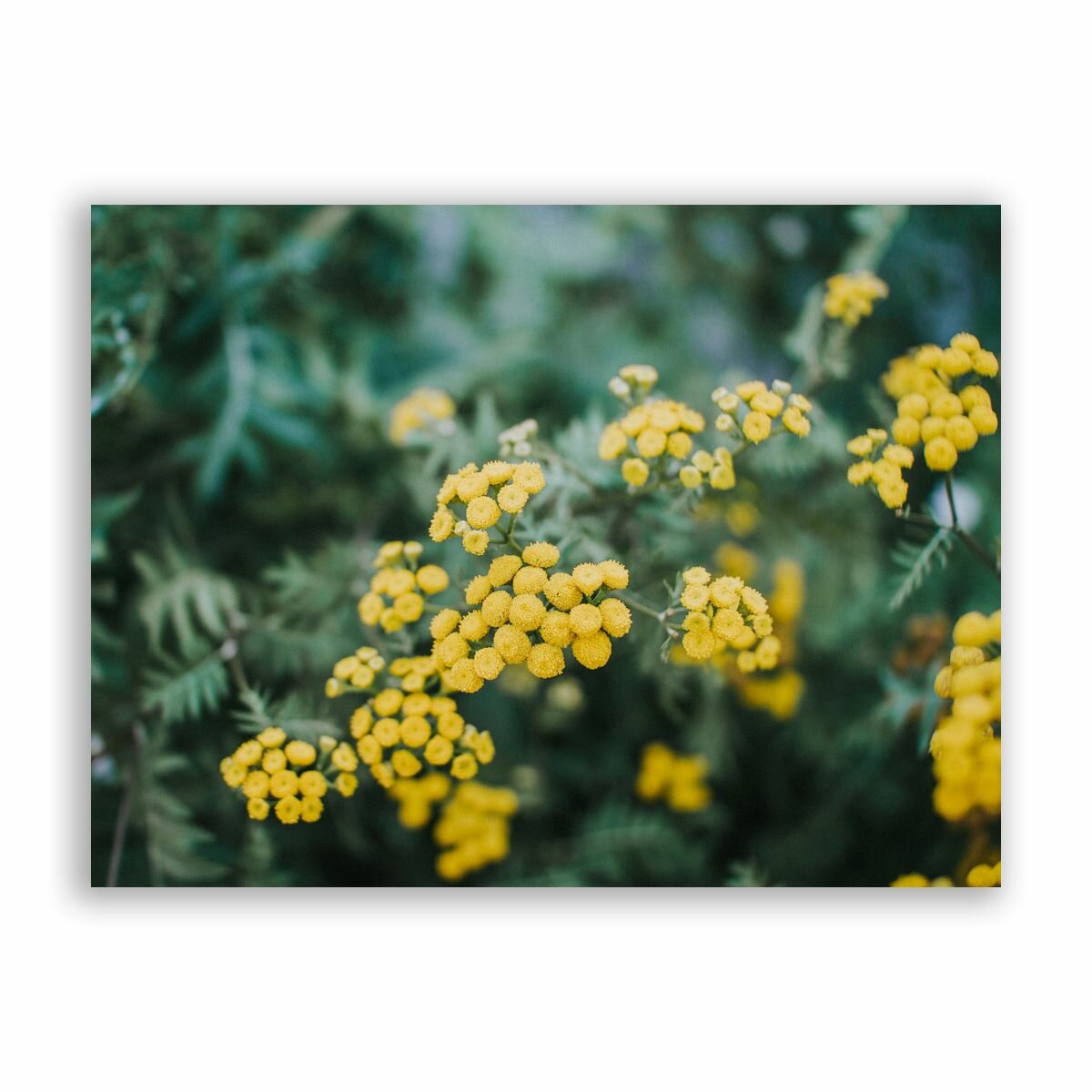 Постер цветы на бумаге / Мимоза / Размер 30 x 40 см
