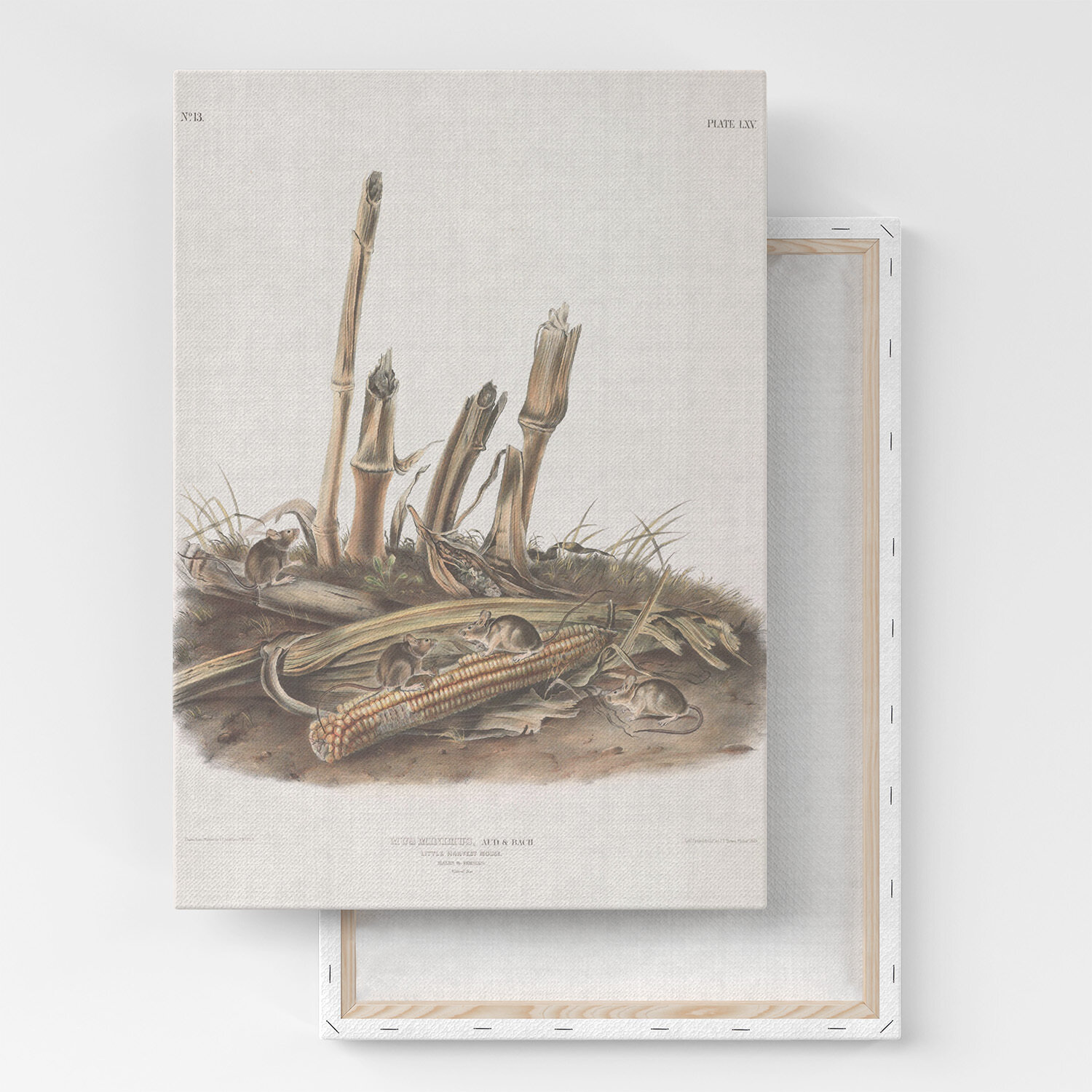 Картина на холсте, репродукция / Джон Джеймс Одюбон - Mus minimus / Размер 30 x 40 см