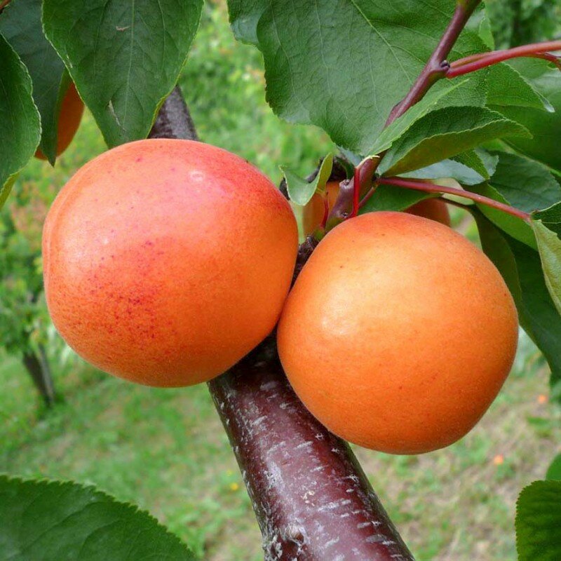 Абрикос Память Шевчука (1 саженец), Россия