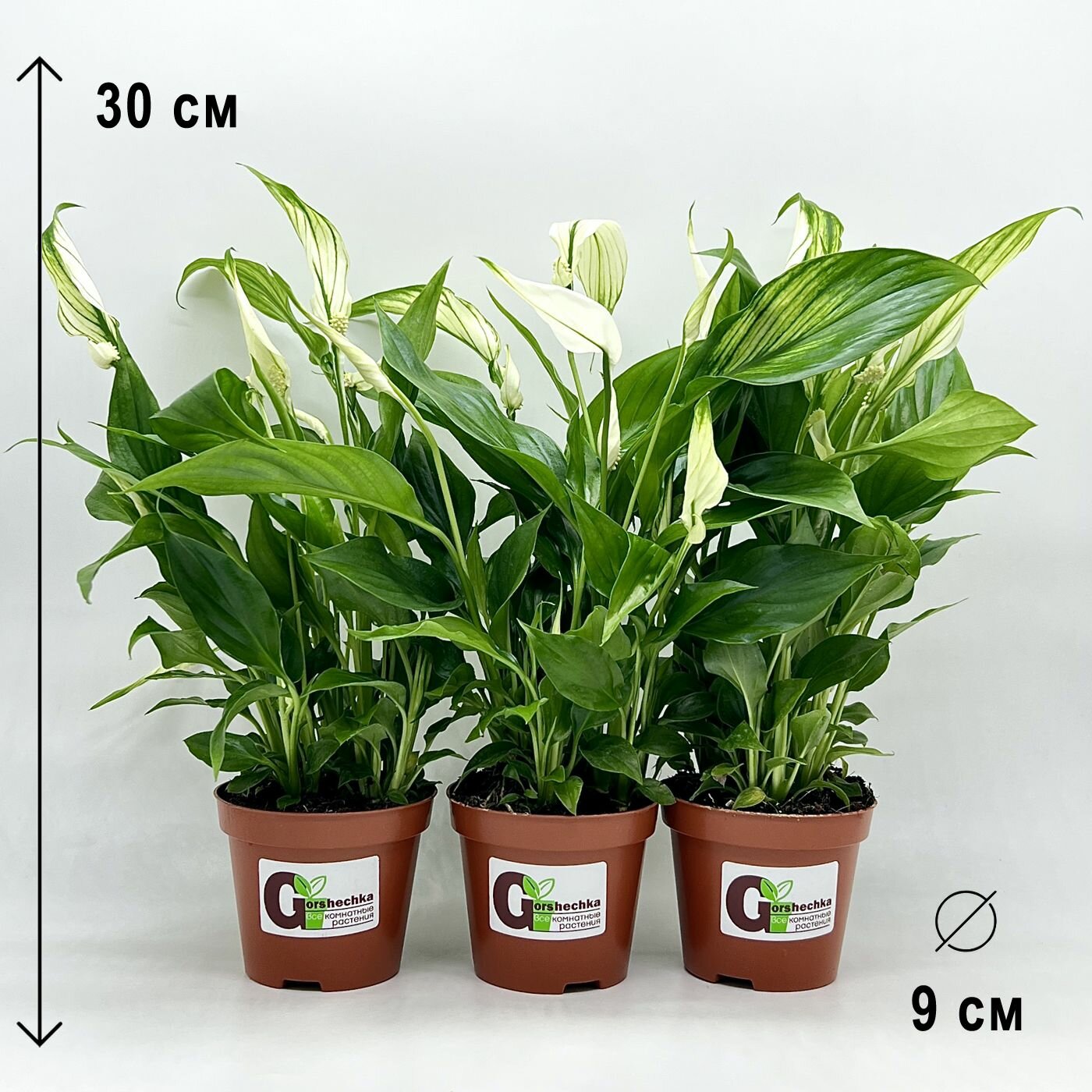 Набор 3 растения (d9): Спатифиллум 3 штуки, высота 30см