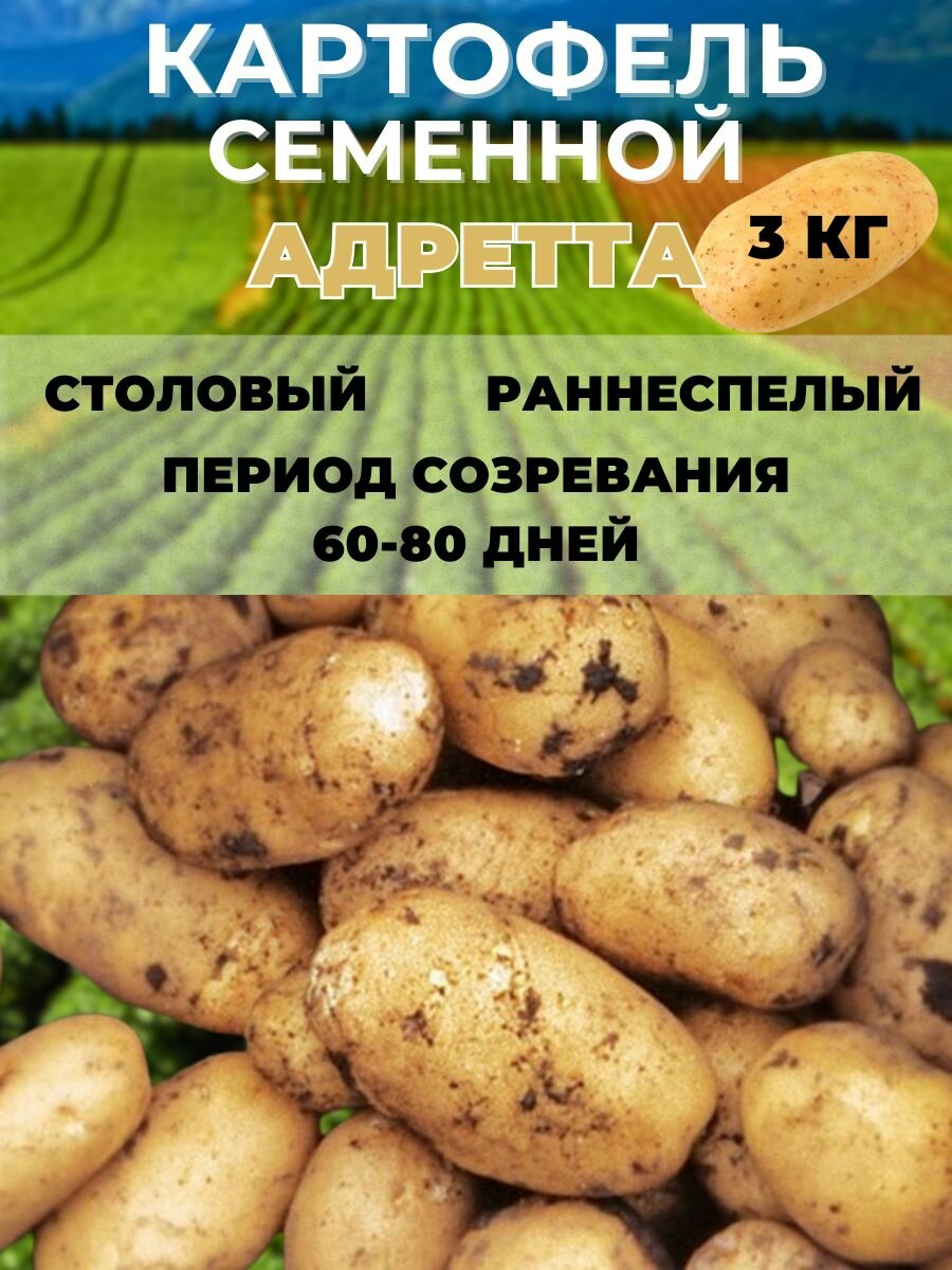 Картофель семенной, на посадку