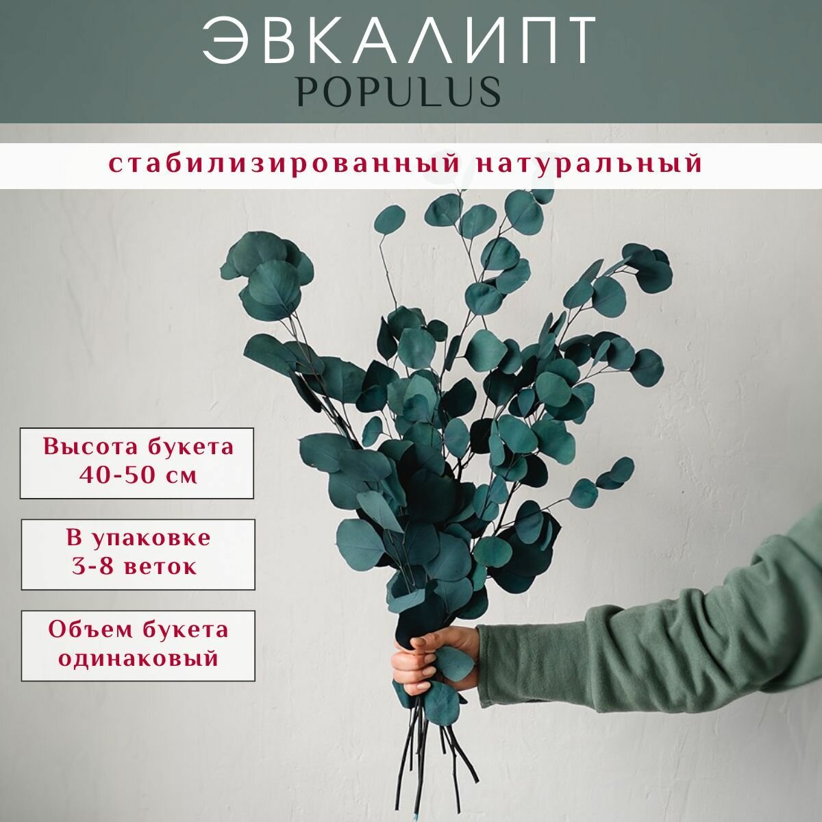 Эвкалипт стабилизированный популус Trava Decor сухоцвет для декора, для вазы