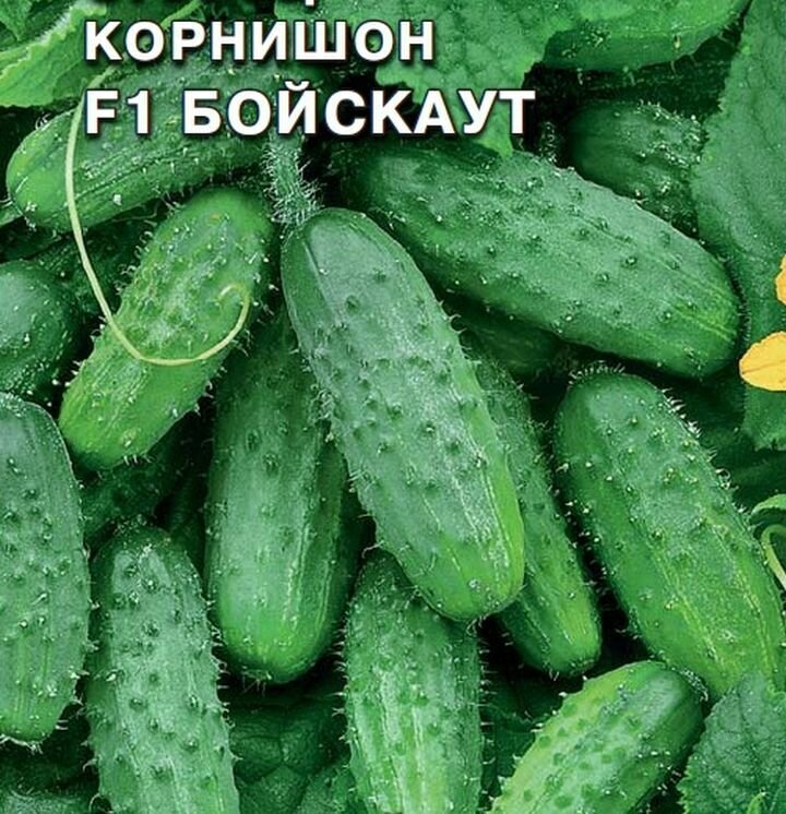 Семена огурца Седек "Бойскаут F1", однолетние, гибрид, для балкона, 0,3 г