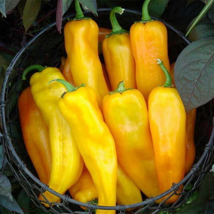 Перец Золотой ключик+Дамира