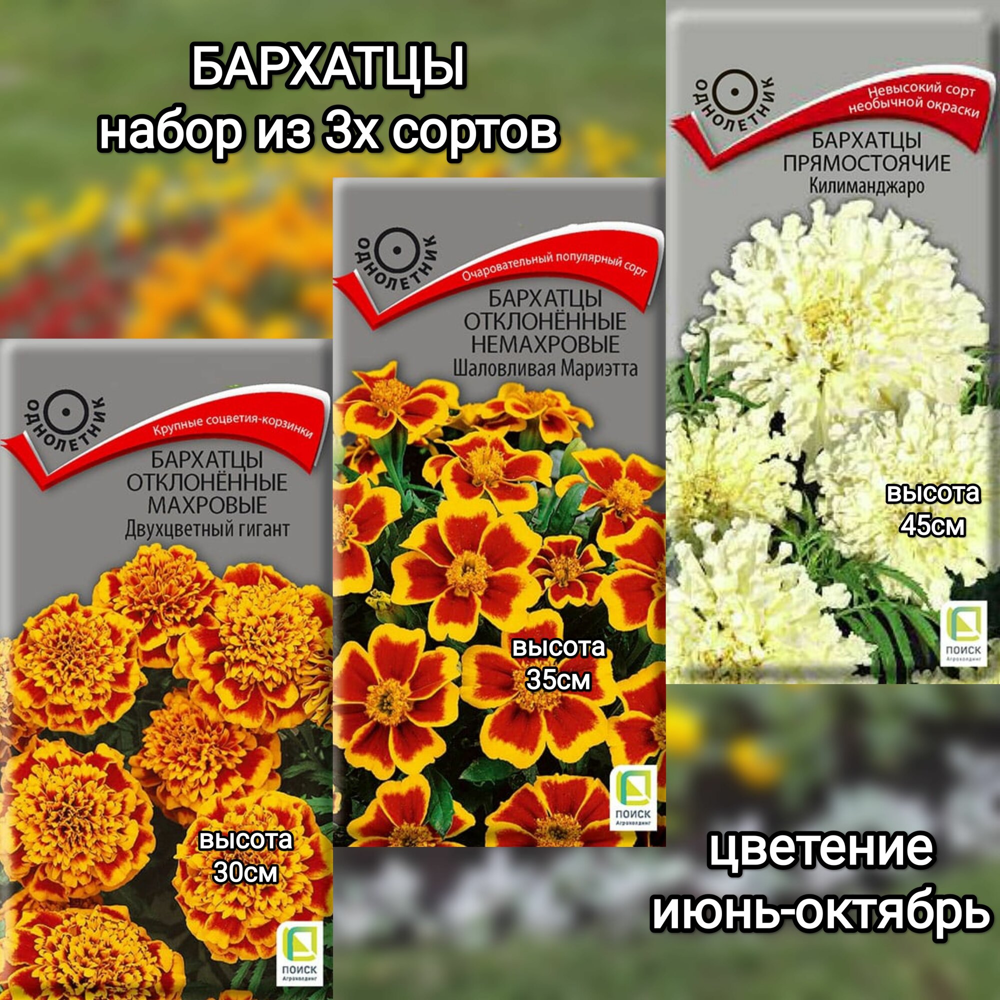 Бархатцы (Тагетес) набор из 3х сортов семена 3 пакета, однолетники, поиск Агрохолдинг