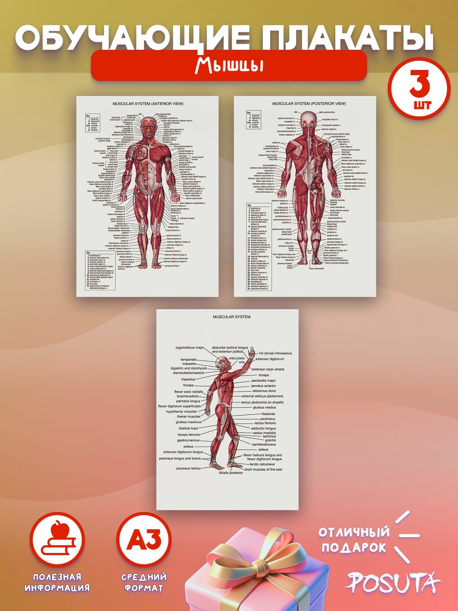 Постеры для интерьера анатомия человека, мышцы Плакат для интерьера
