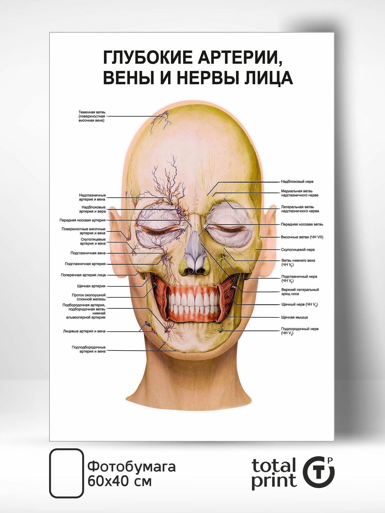 Постер на медицинскую тематику, 60х40см, Глубокие артерии, вены и нервы лица, TotalPrint