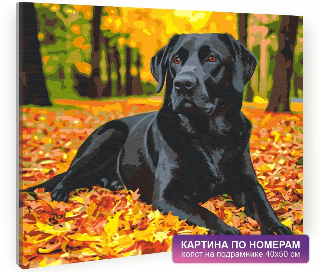 Картина по номерам на холсте с подрамником 40х50 см. Природа, животные, рыбы, птицы. Собаки, щенки. "Лабрадор", арт. 5315/