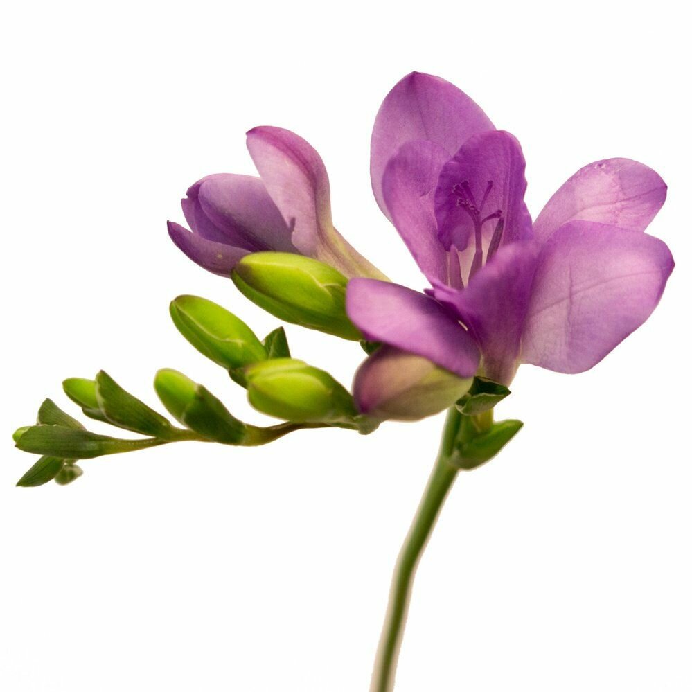 Фрезия Enkelbloemig Aubade 1шт