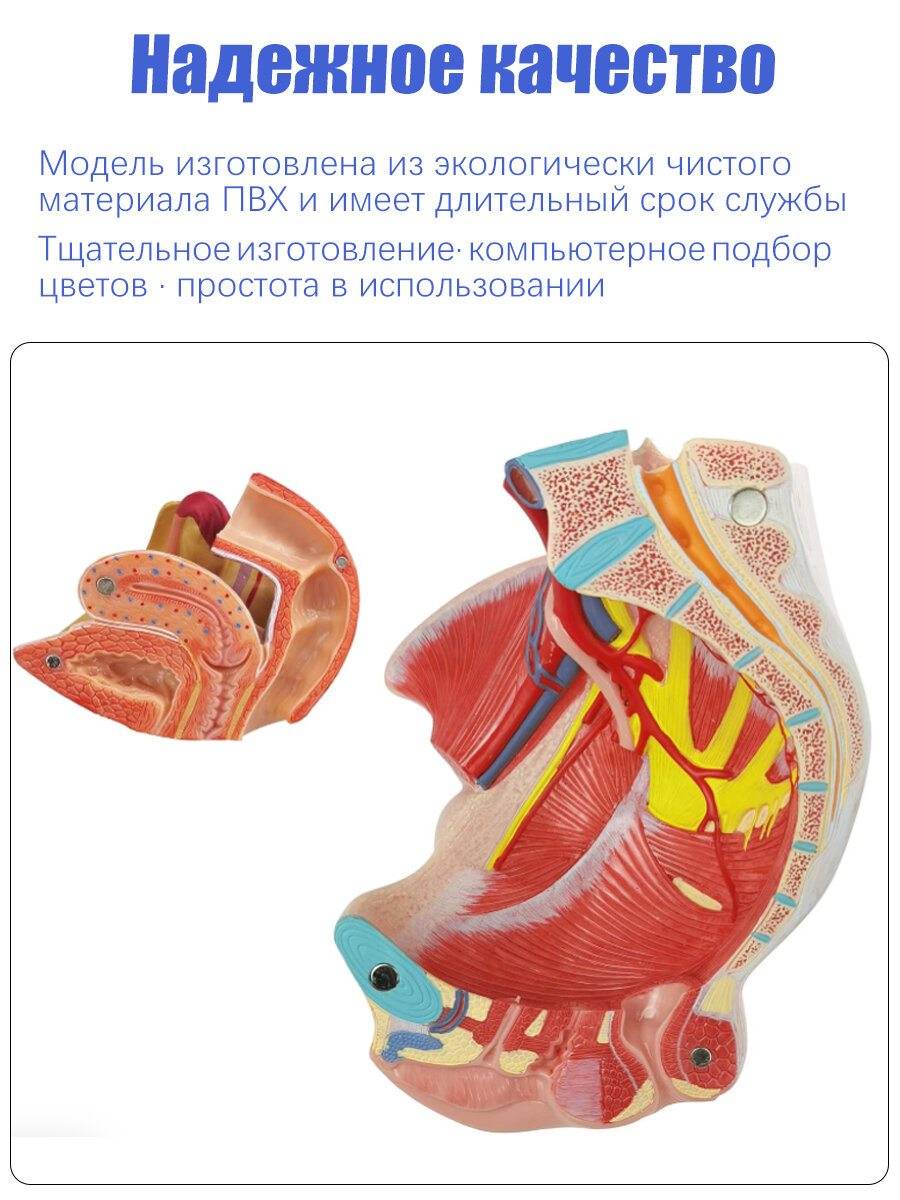 Анатомическая модель — фото 1
