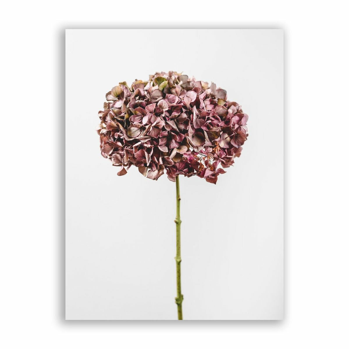 Постер цветы на бумаге / Гортензия / Размер 30 x 40 см
