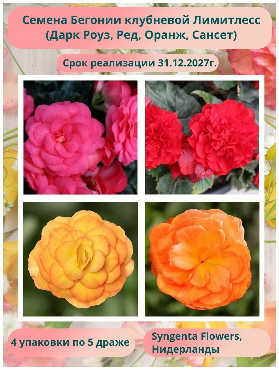 Бегония клубневая Лимитлесс 4 упаковки по 5 драже: Дарк Роуз, Ред, Оранж, Сансет, Syngenta Flowers, Нидерланды