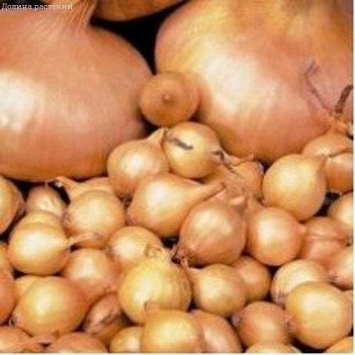 Лук-севок Штутгартер Ризен (500 гр.), Нидерланды