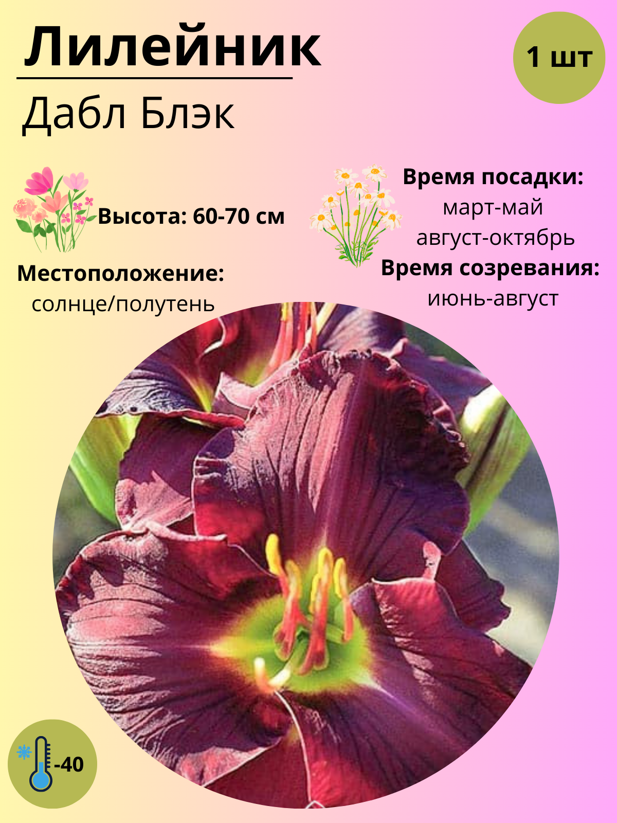 Лилейник Дабл Блэк, многолетние цветы / корень 1 шт