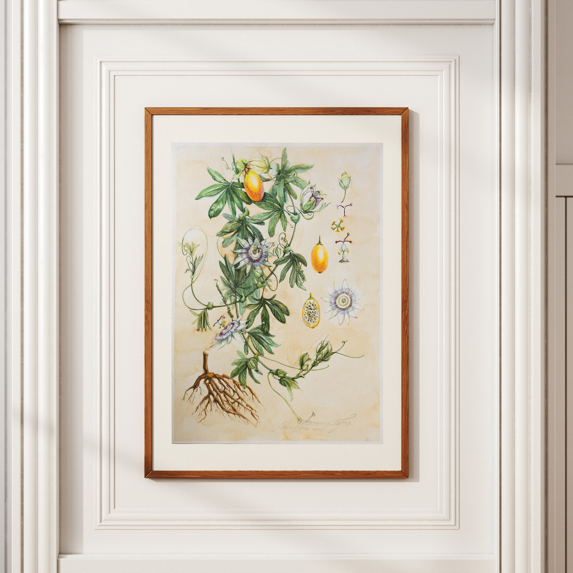 Постер "Маракуйя", авторская ботаническая иллюстрация, размер А3
