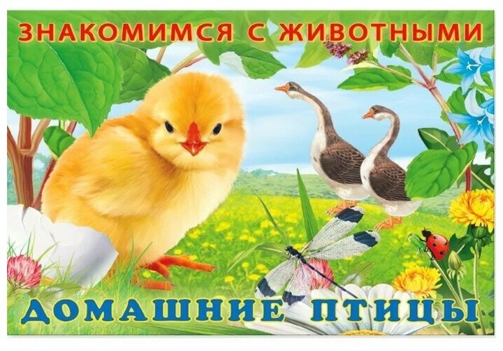ЗнакомимсяСЖивотными Домашние птицы (Гурина И. В.)
