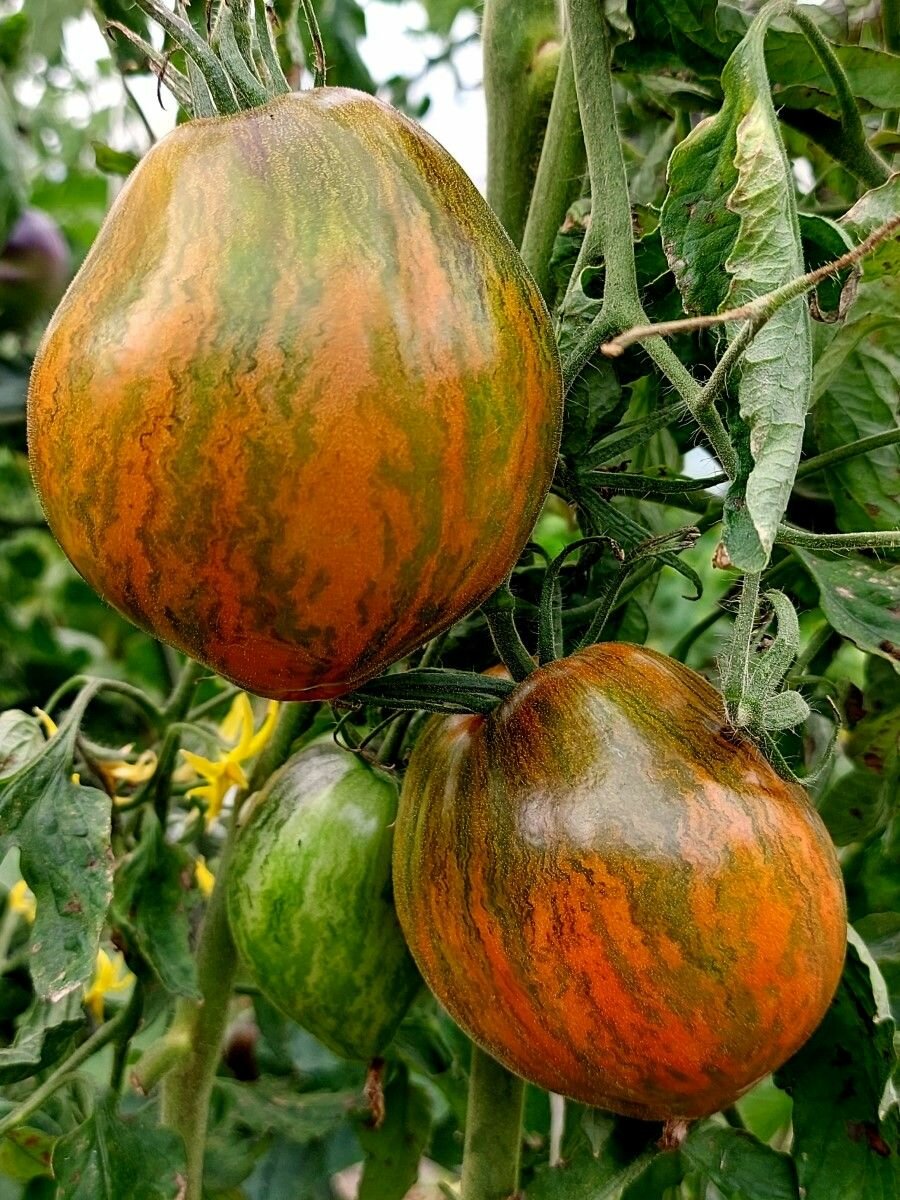 Семена Томат Сердце Марши (Marshas Starfighter heart), 10 штук