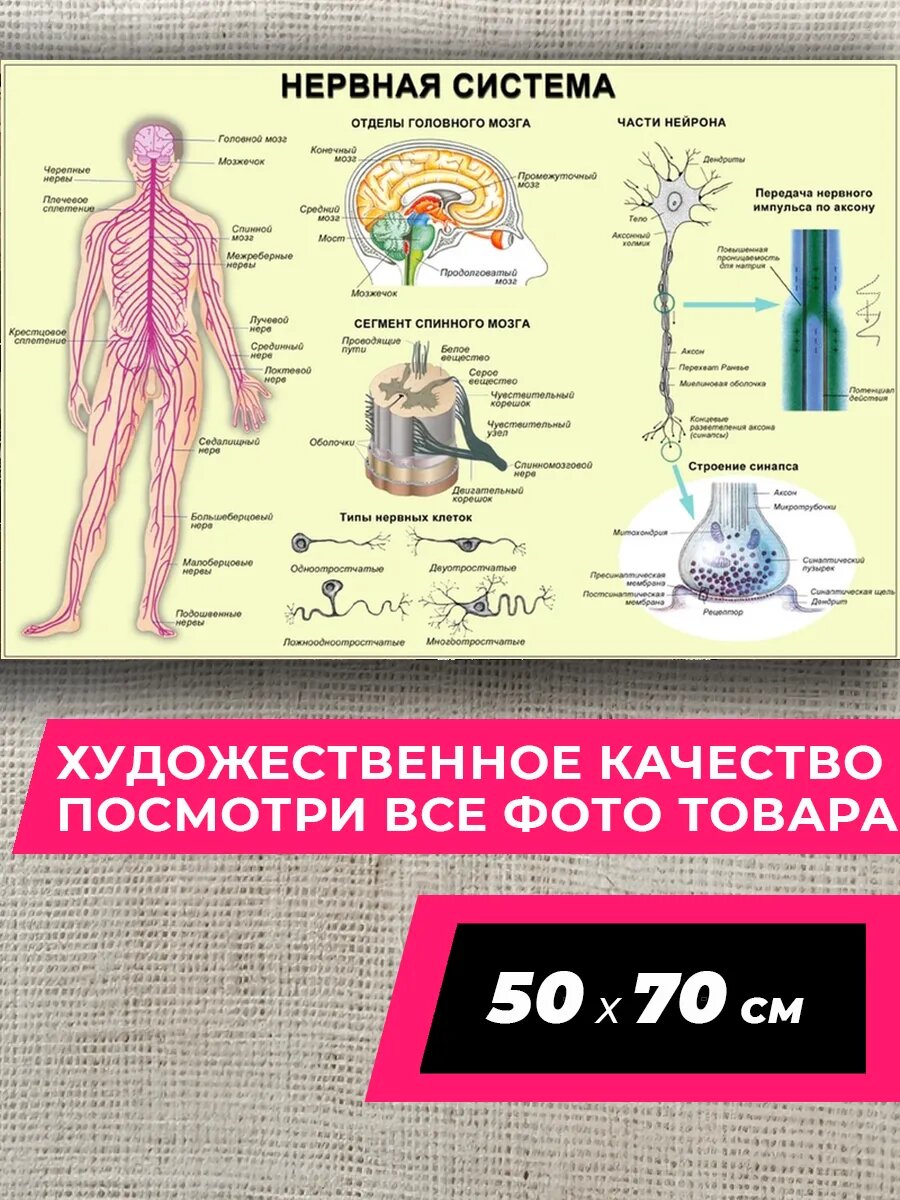 Постер Анатомия человека человека Нервная система 50 на 70, матовая фотобумага премиум качества