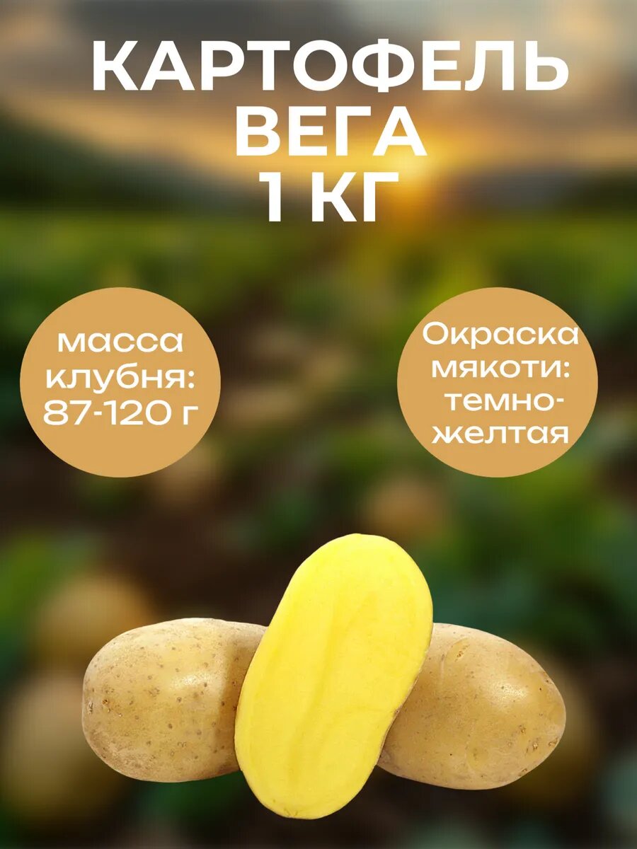 Картофель семенной Вега, 1 кг