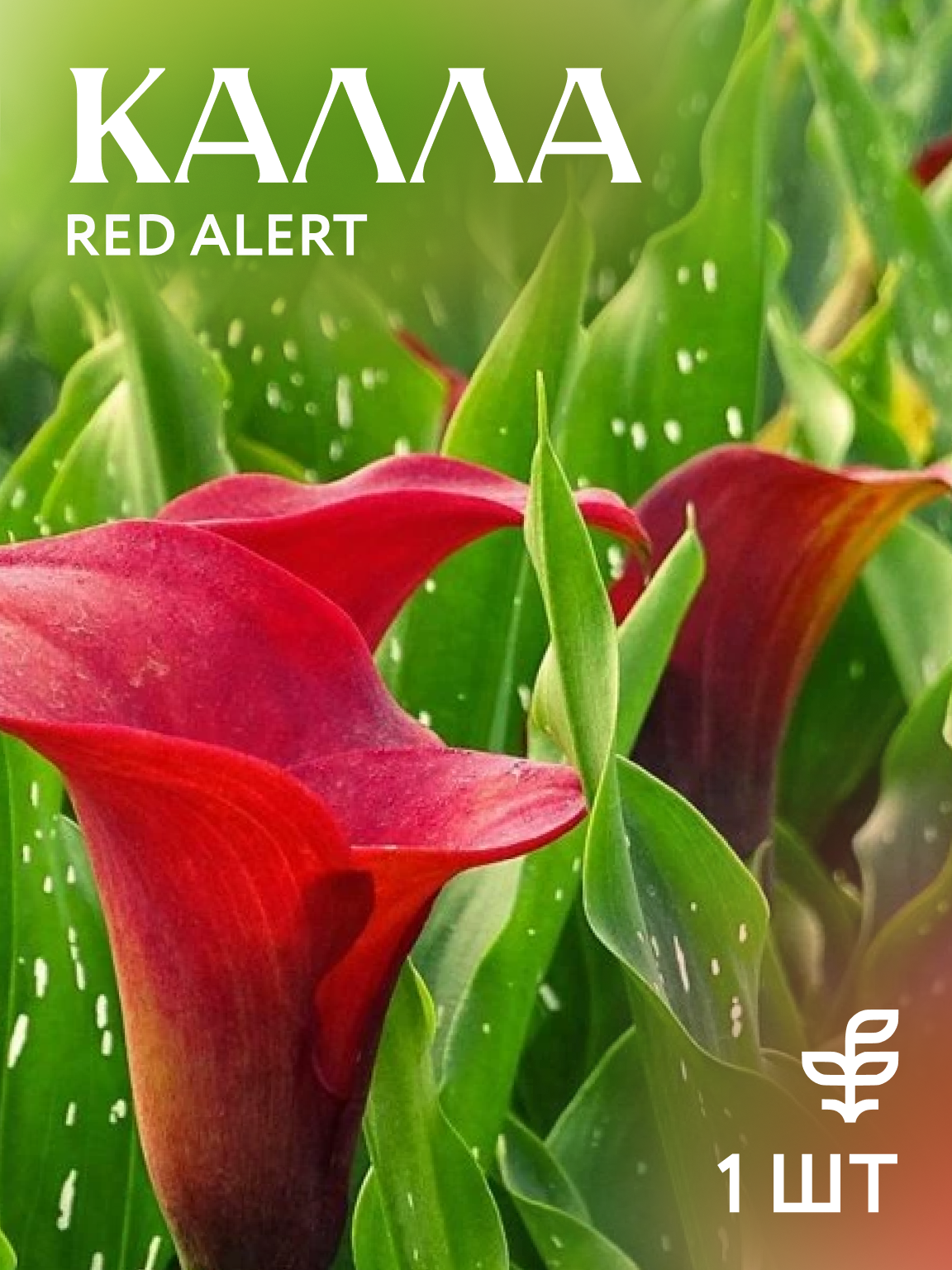 Каллы луковицы цветов многолетних