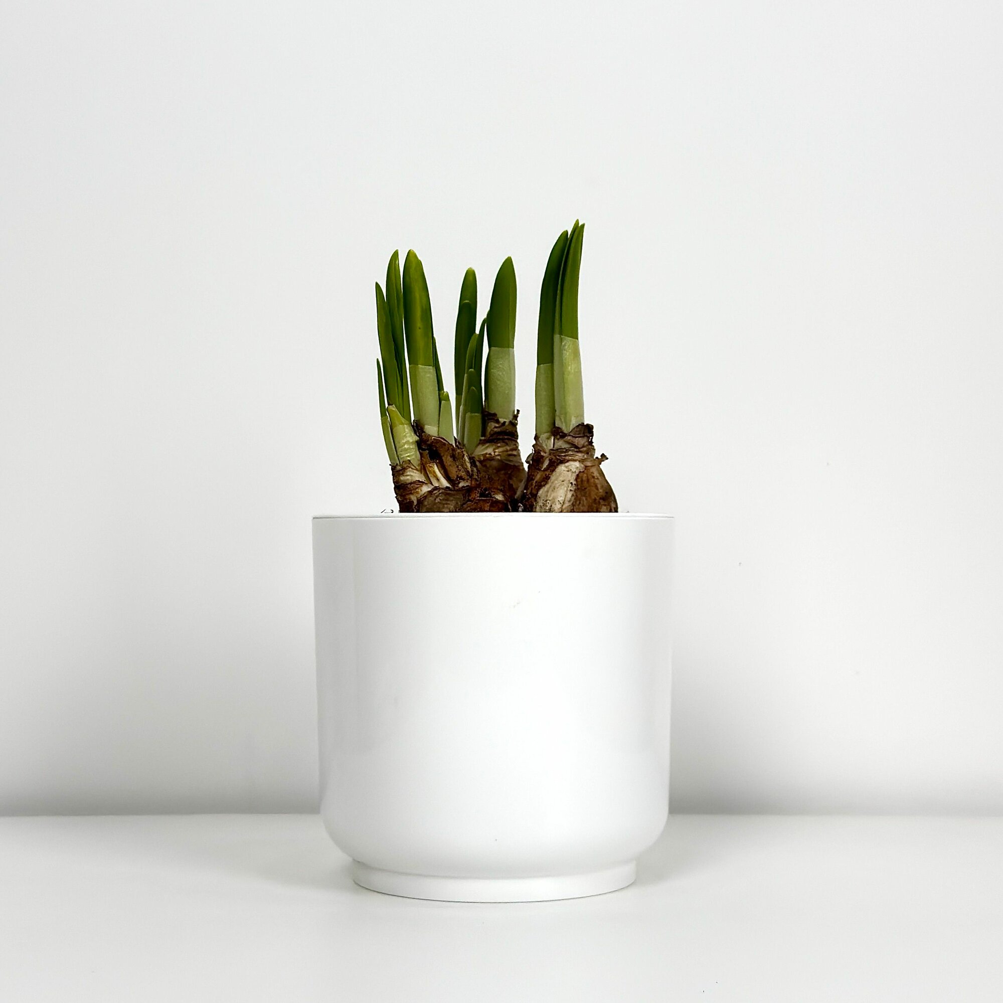 Нарцисс 3 луковицы в пластиковом белом горшке D13 см высота 20 см, живое растение