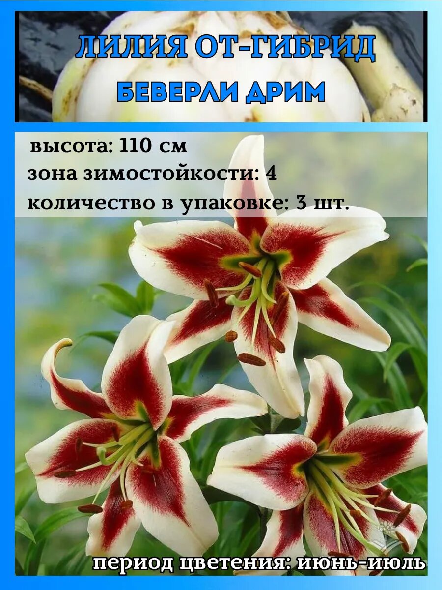 Лилия от-гибрид, луковицы 3 штуки