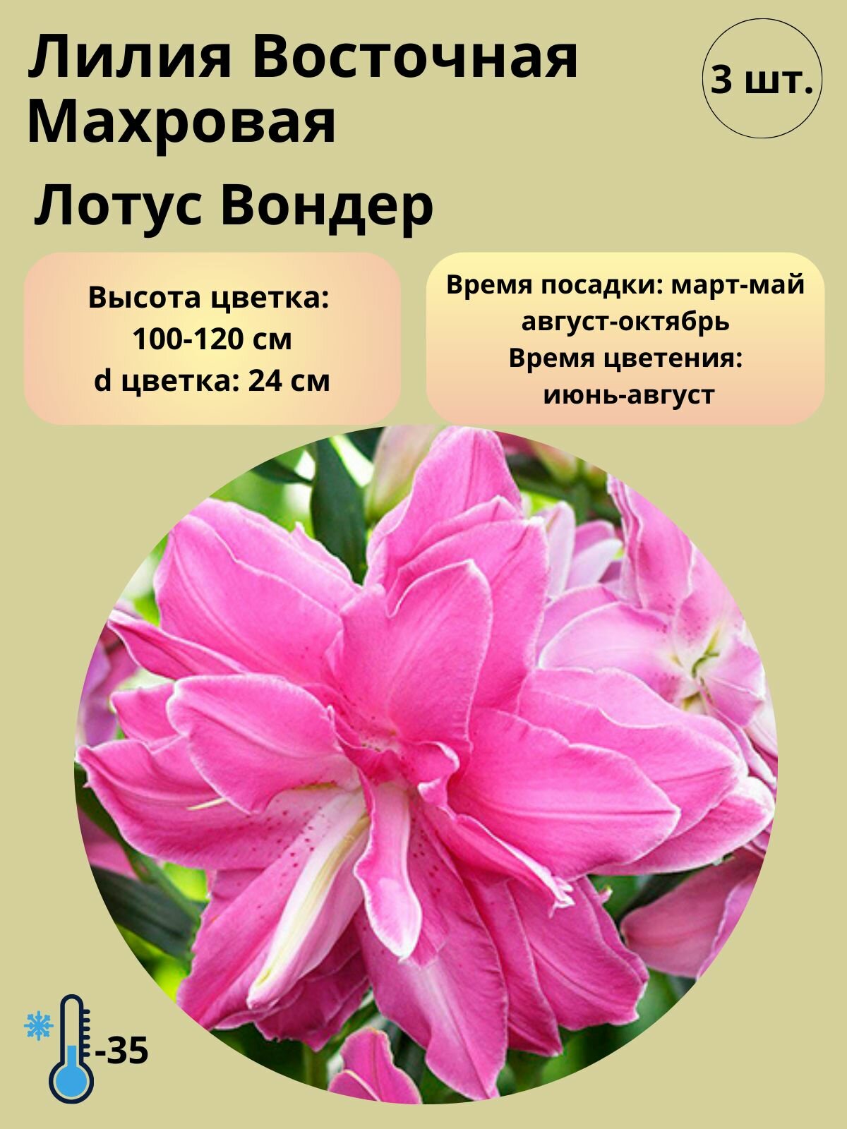 Лилия Восточная, луковицы 3 шт