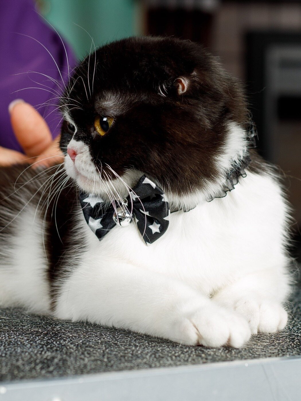 Безопасный ошейник-чокер Japan Premium Pet для стильного модника, размер 2S, черный со звёздами