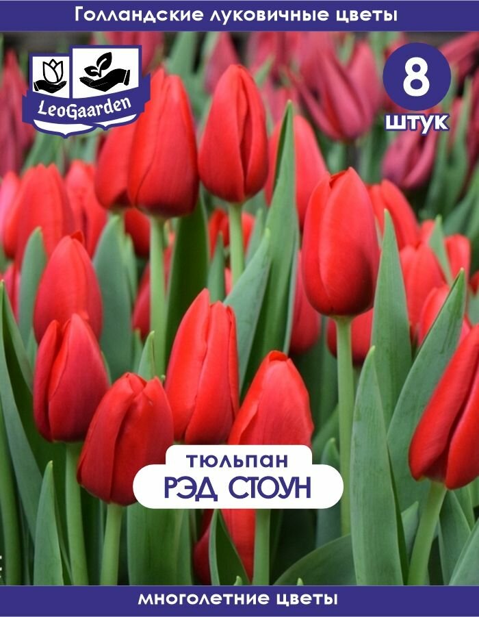 Тюльпан Луковица, Ред Стоун, 8шт крупные