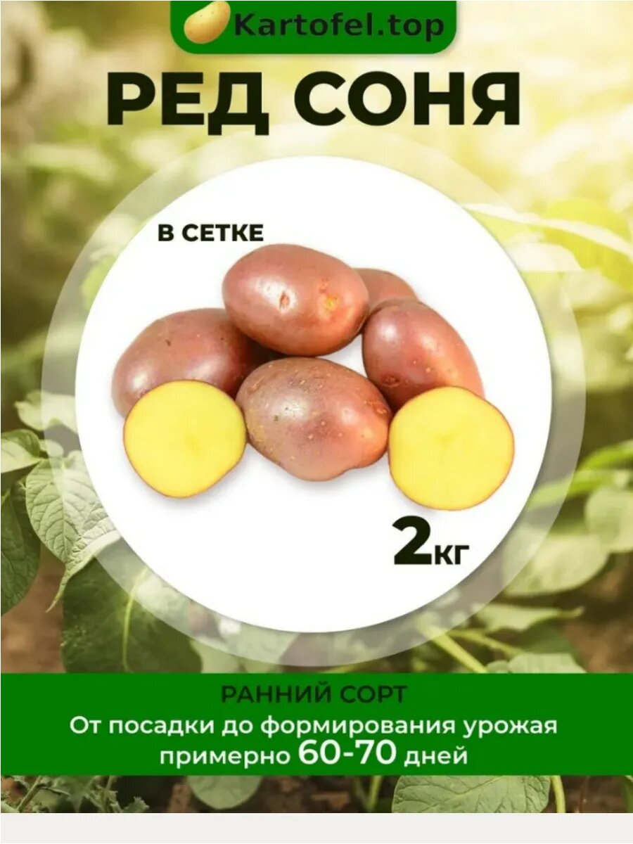 Картофель семенной напосадку Ред Соня 2 кг
