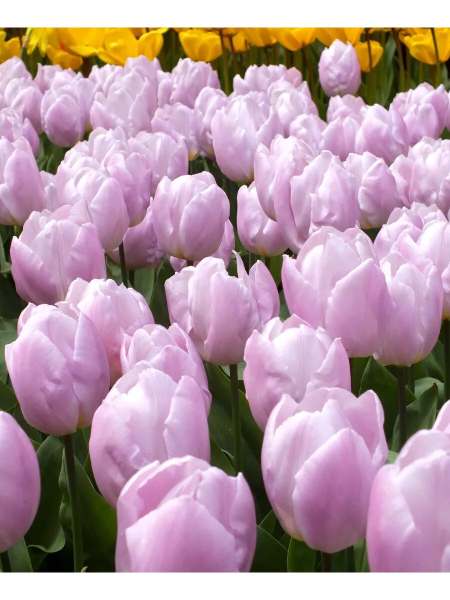 Тюльпан простой ранний Кенди Принц, 3 шт